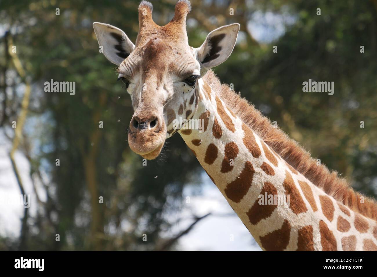 Close up portrait of a giraffe with flies buzzing around its face Stock ...