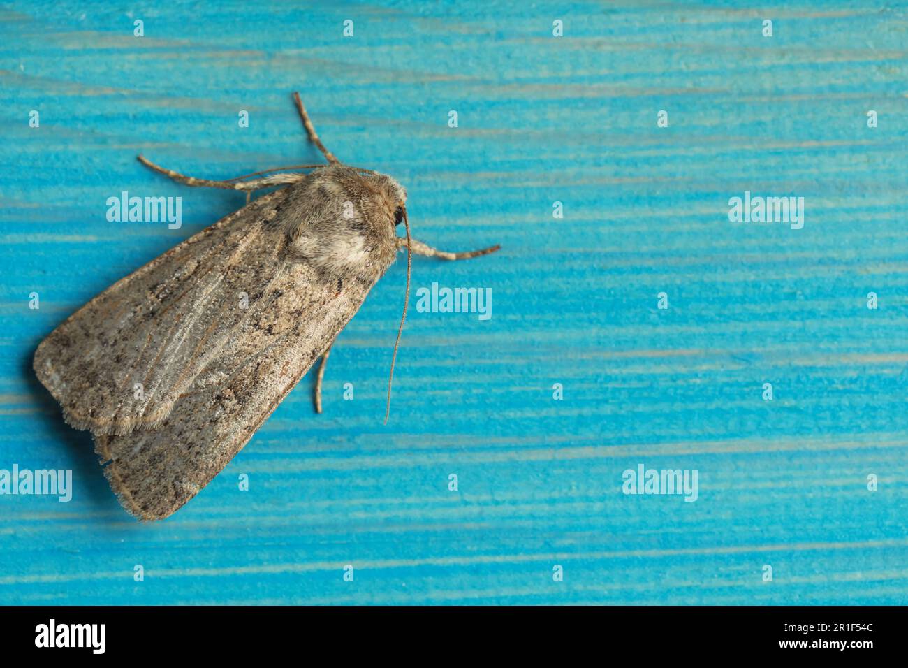 Paradrina clavipalpis moth on light blue wooden background, top view ...