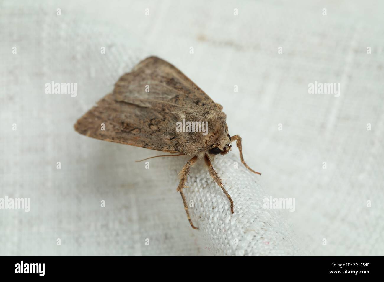 Paradrina clavipalpis moth with pale mottled wings on white cloth ...
