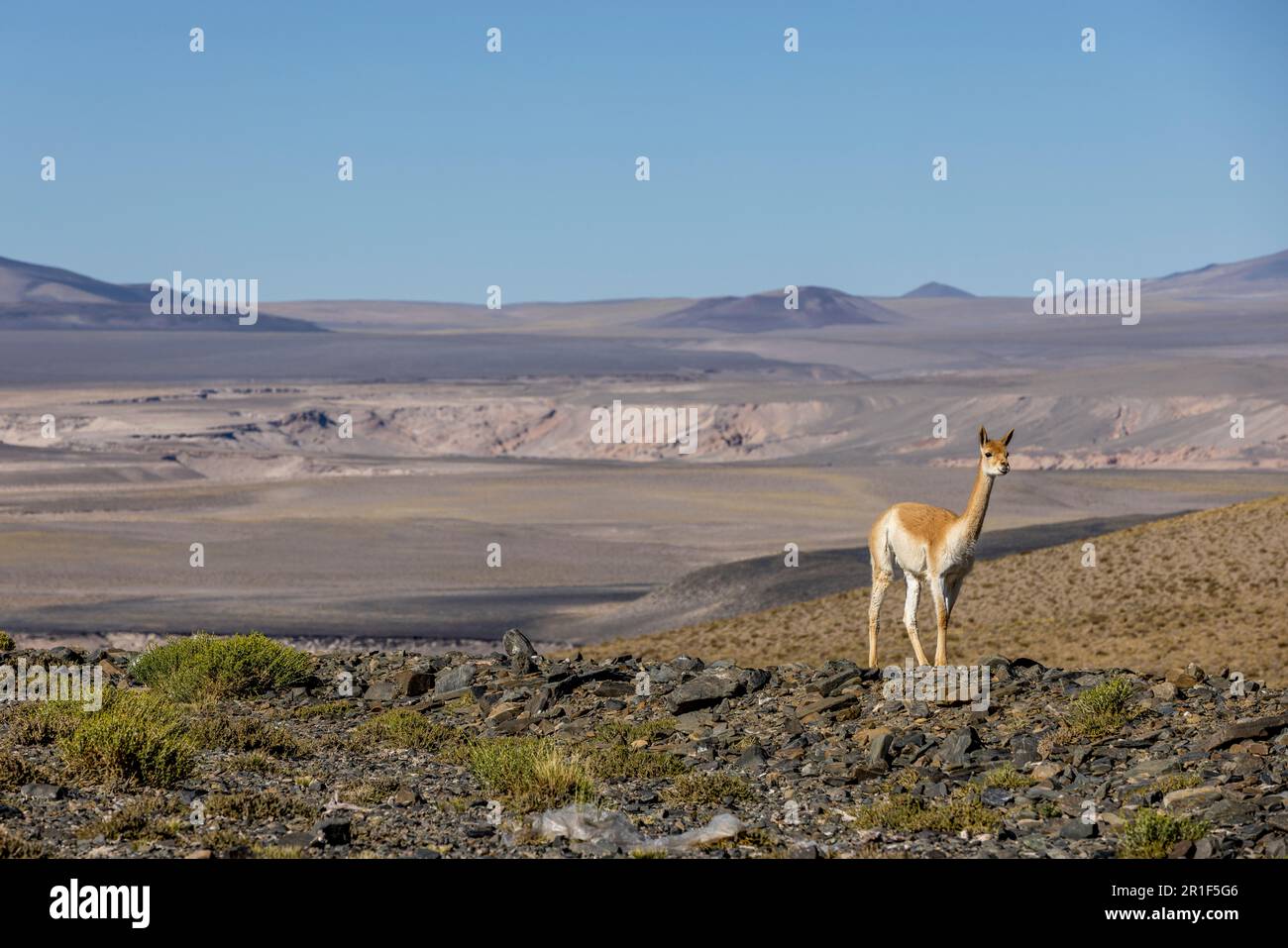 Vicuna in the remote Argentinian highlands - Traveling and exploring ...