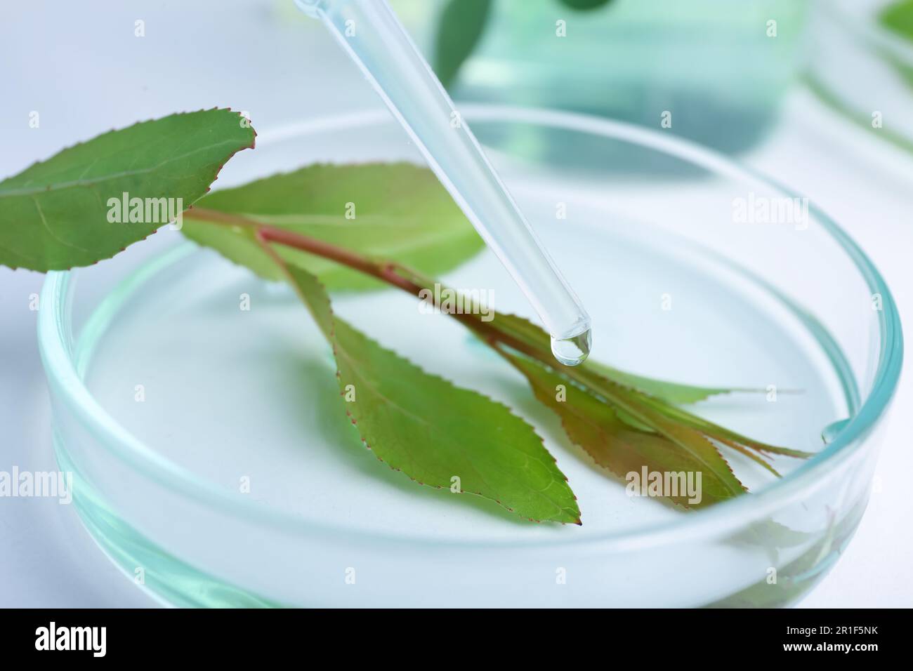 Dripping liquid from dropper onto petri dish with leaf on white table ...