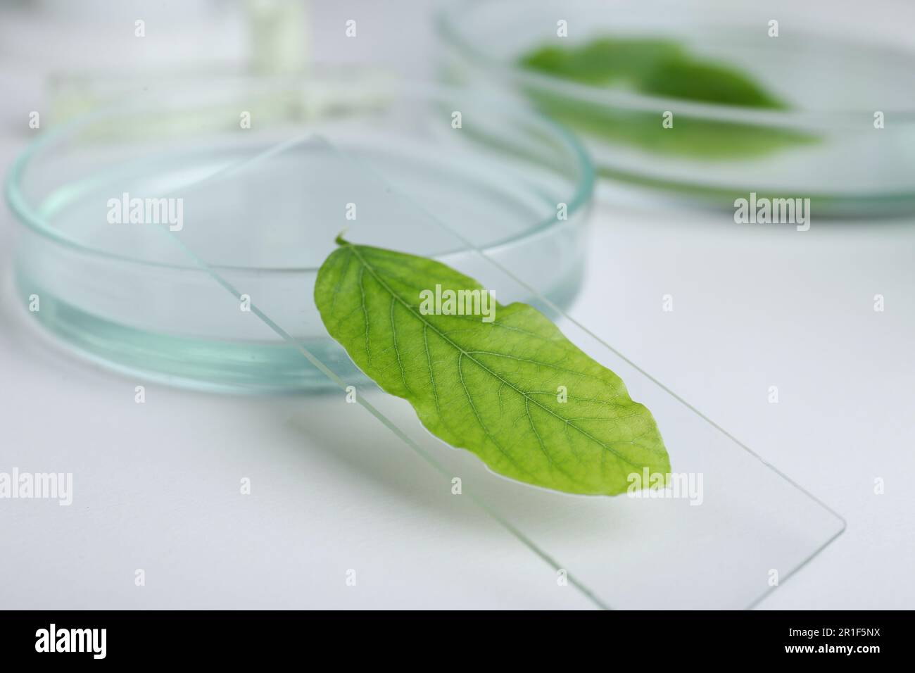 Petri dish and glass slide with leaf on white table, closeup Stock ...