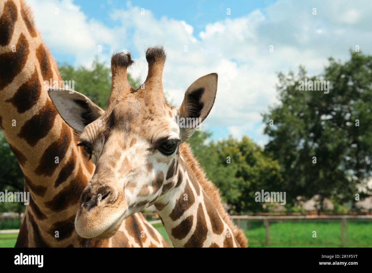 Beautiful spotted African giraffes in safari park Stock Photo - Alamy