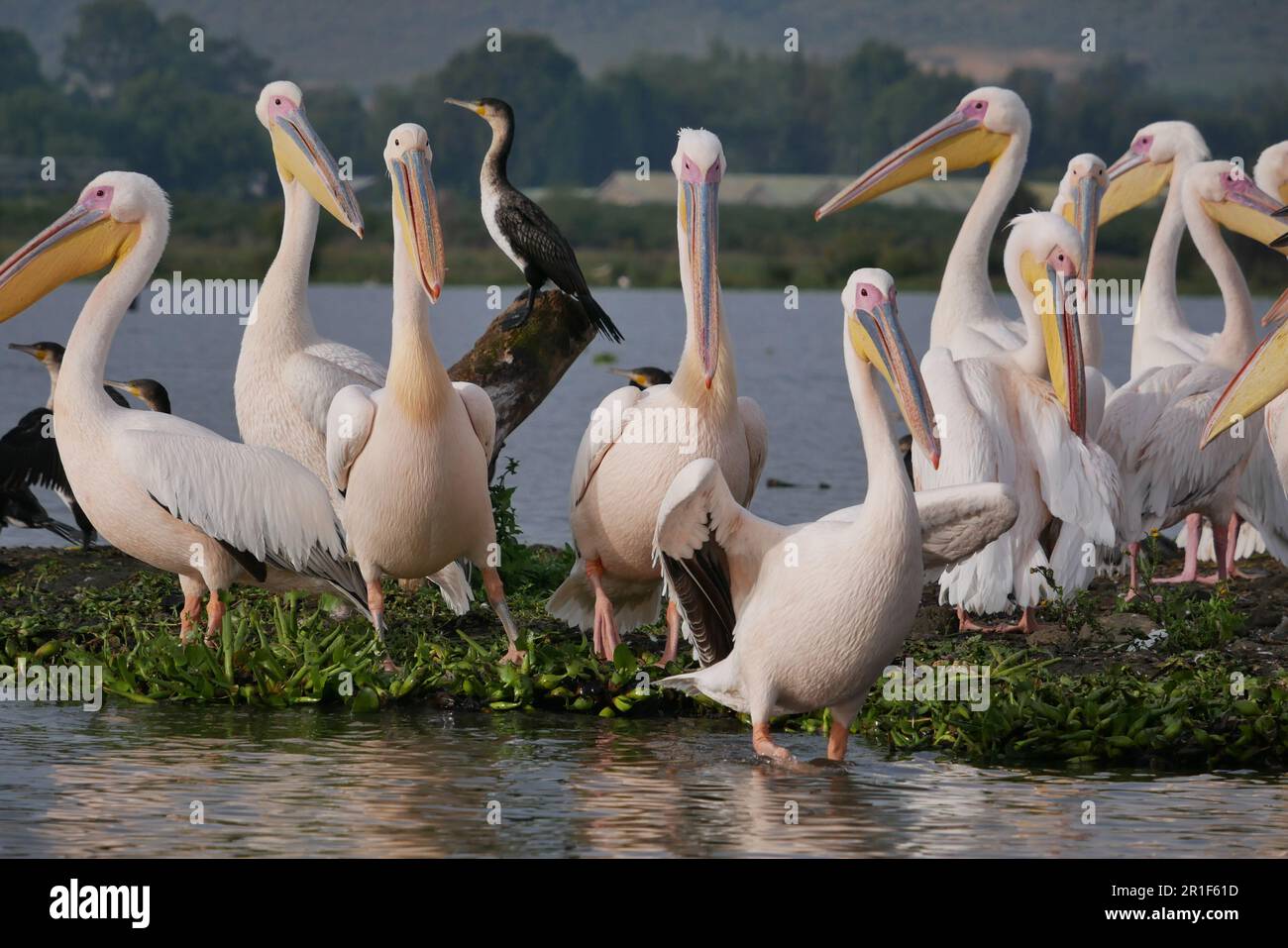 Pelicans flock around a tiny lake islet in the morning light Stock ...