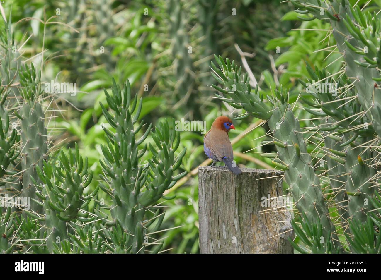Purple grenadier perched amidst cactus plants in Naivasha, Kenya Stock ...