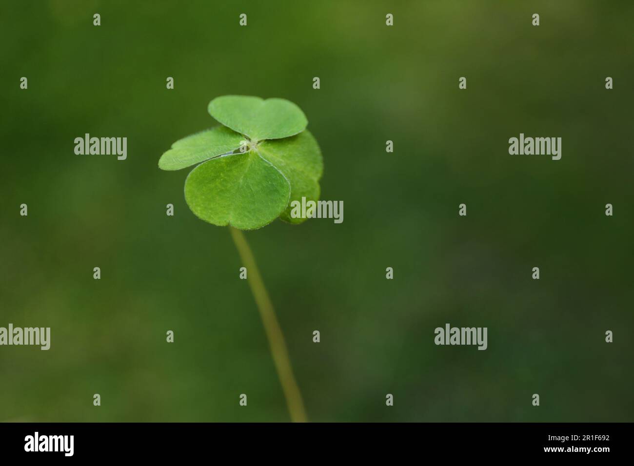 Beautiful green four leaf clover outdoors, closeup. Space for text ...