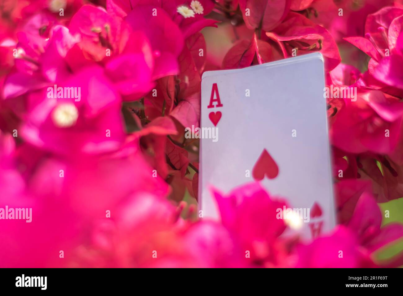 Ace of clubs, golds, cups, sticks and hearts, with flowers in the ...