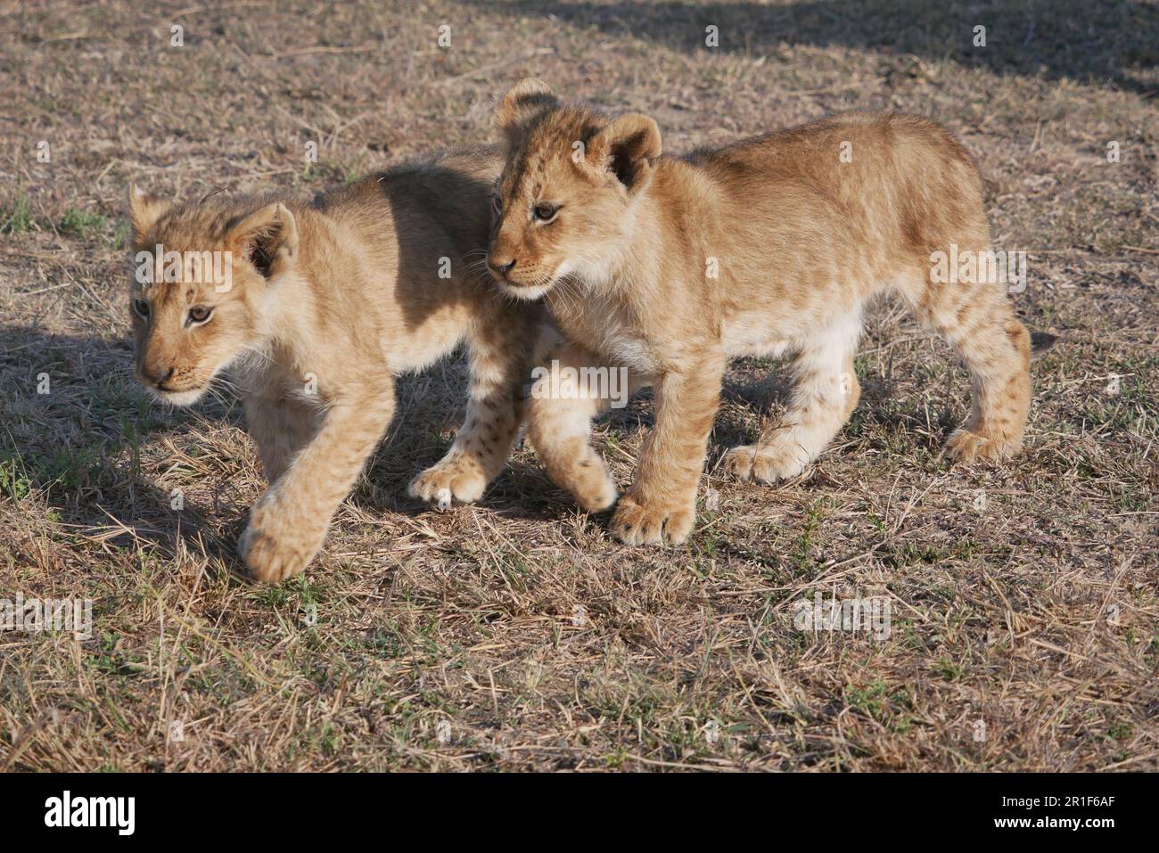 Young lion cubs playing in the Masai Mara Stock Photo - Alamy