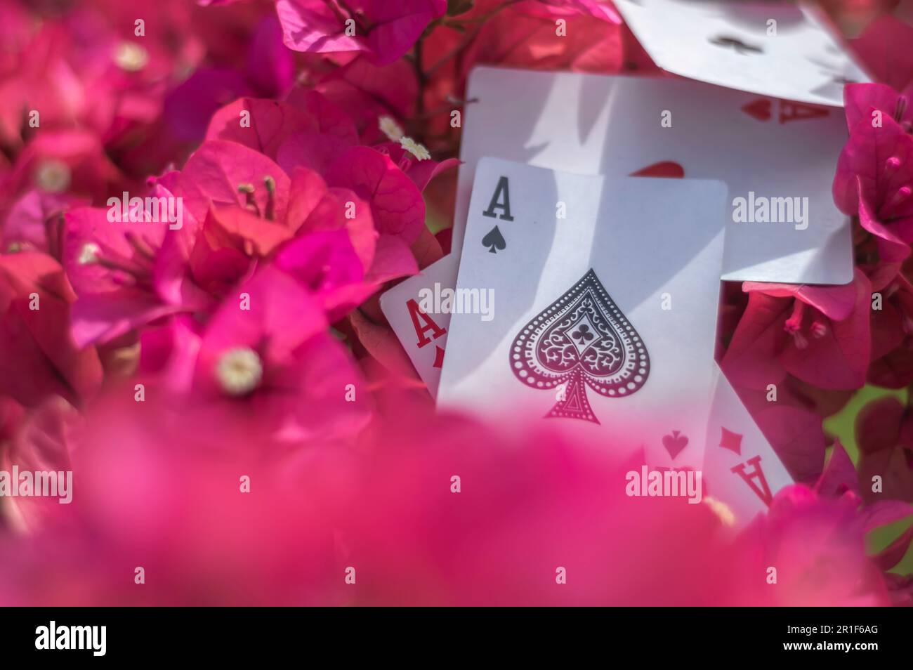 Ace of clubs, golds, cups, sticks and hearts, with flowers in the ...