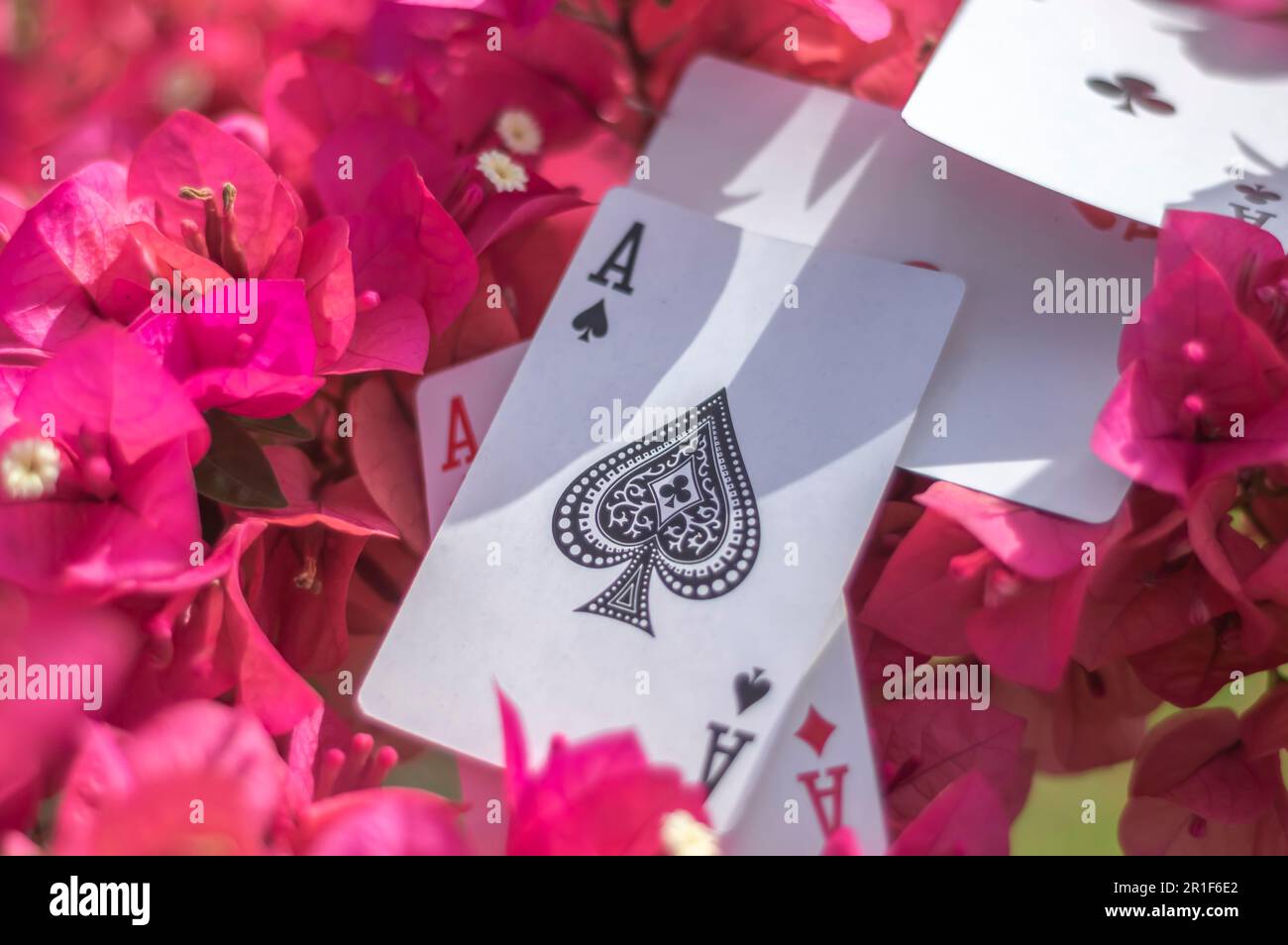 Ace of clubs, golds, cups, sticks and hearts, with flowers in the ...