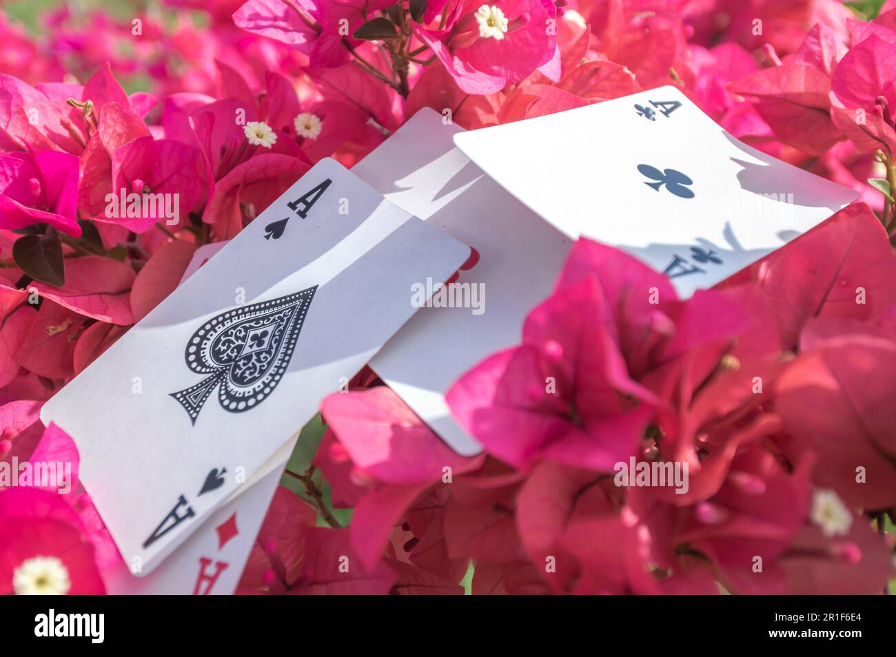 Ace of clubs, golds, cups, sticks and hearts, with flowers in the ...