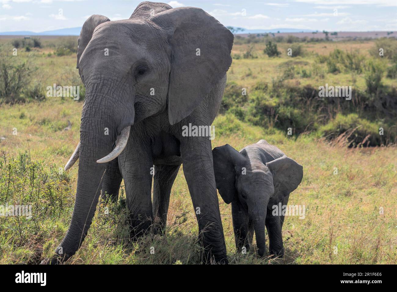 African elephant cow calf hi-res stock photography and images - Alamy