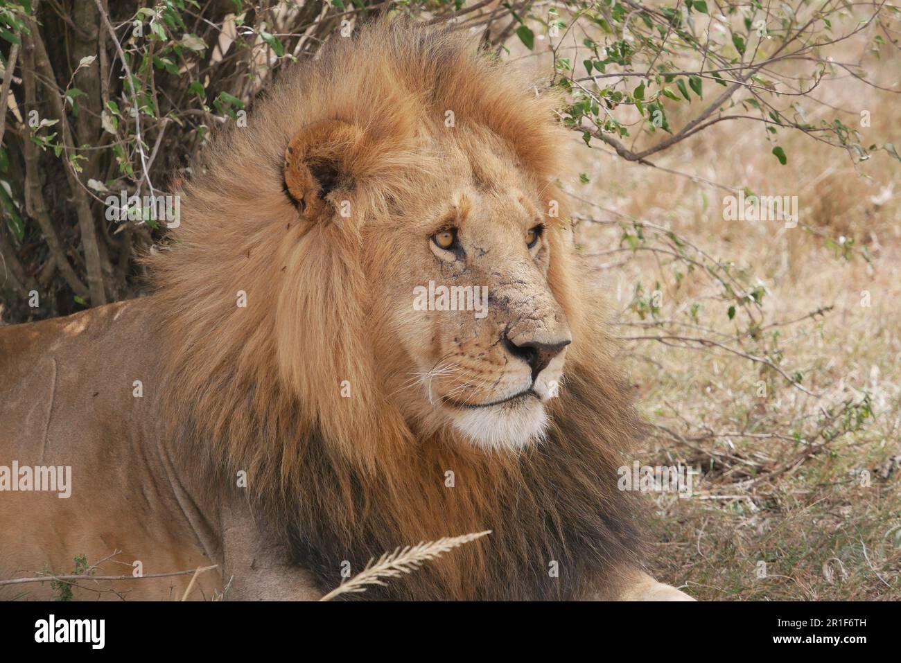 Close up portrait of a male African lion Stock Photo - Alamy