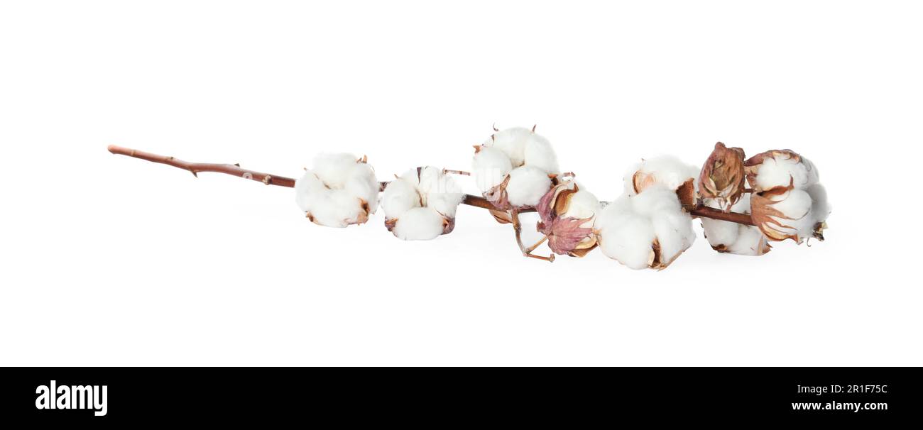 Dry cotton branch with fluffy flowers on white background Stock Photo ...
