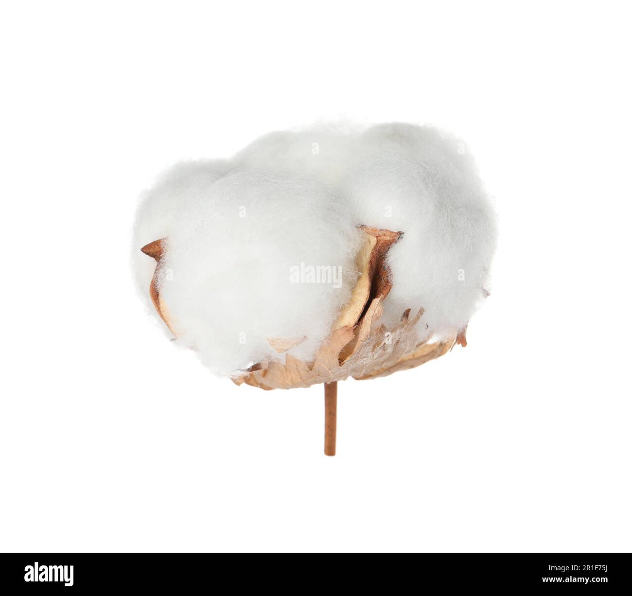 Beautiful fluffy cotton flower isolated on white Stock Photo - Alamy