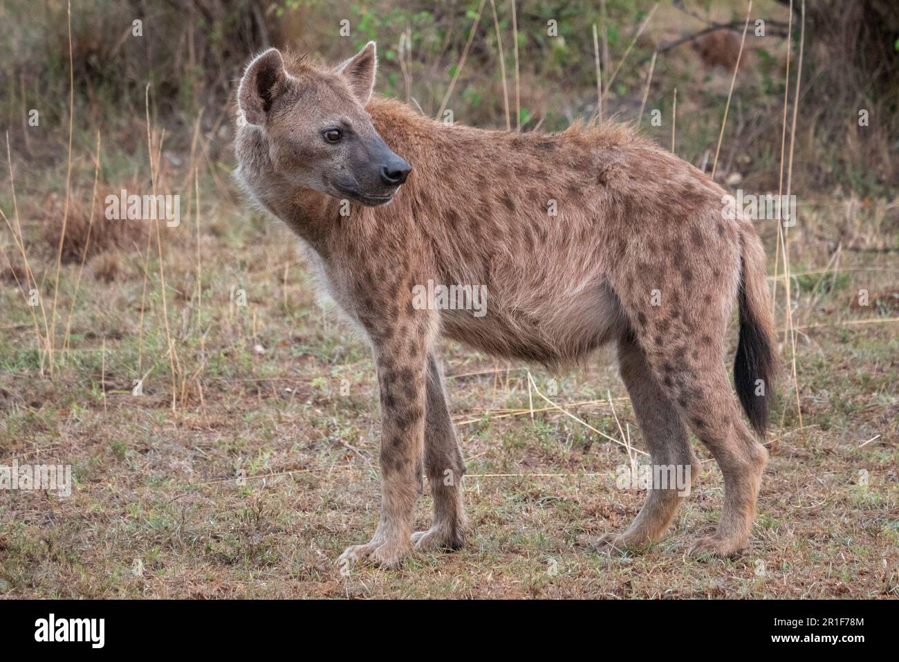 Spotted hyena standing on the Mara plains at dusk Stock Photo - Alamy