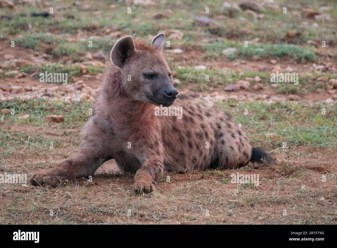 Spotted hyena dusted with red dirt lying on the ground Stock Photo - Alamy