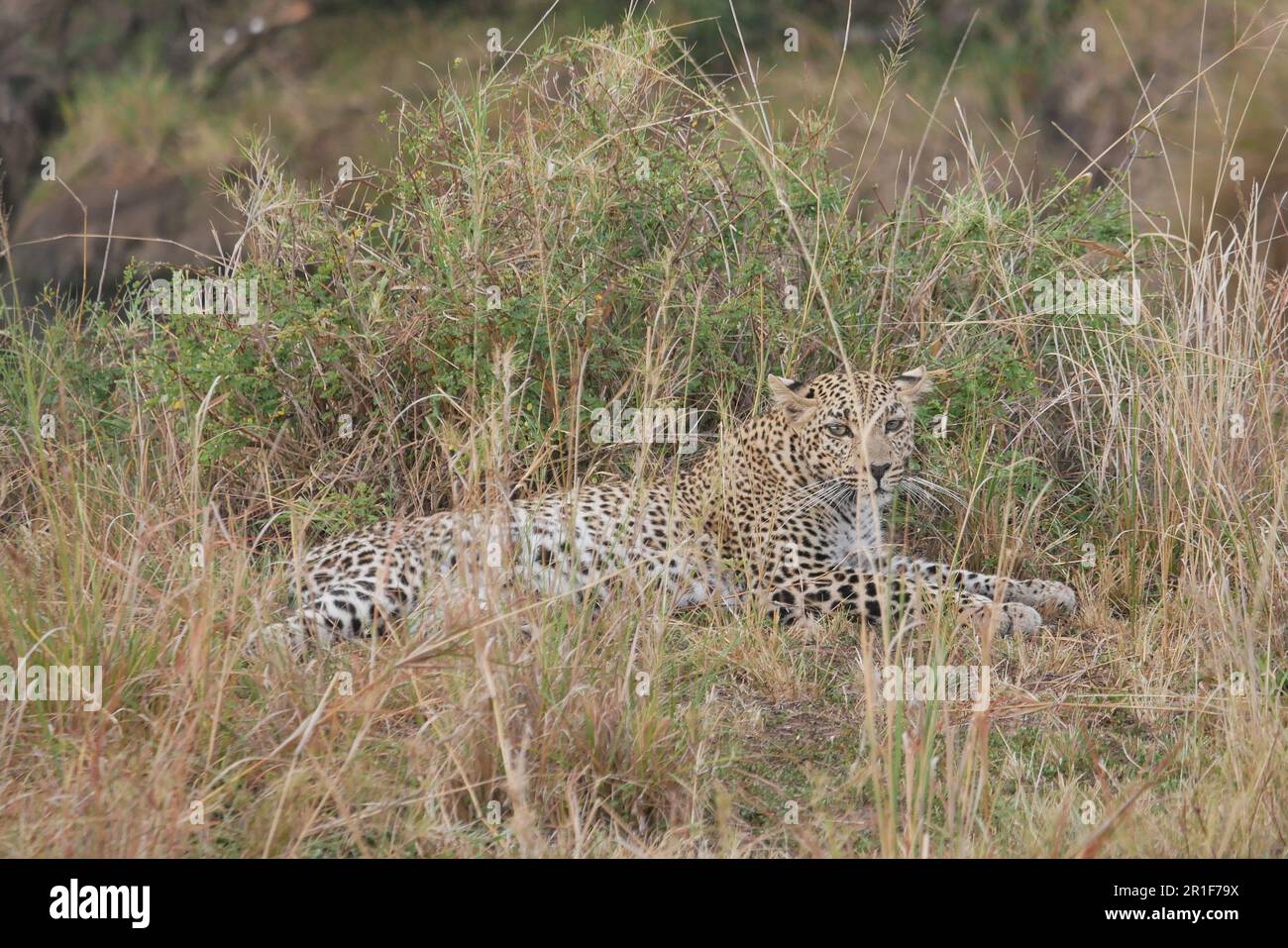 Leopard sleeping in the grass Stock Photo - Alamy