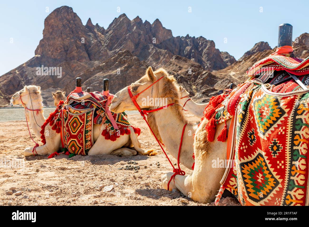 Arabian camel harness hi-res stock photography and images - Alamy
