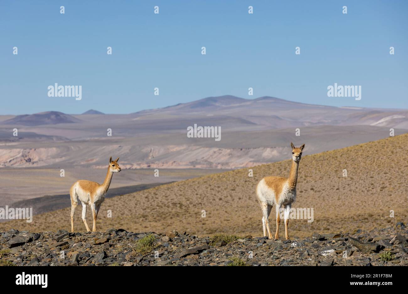 Vicunas in the remote Argentinian highlands - Traveling and exploring ...