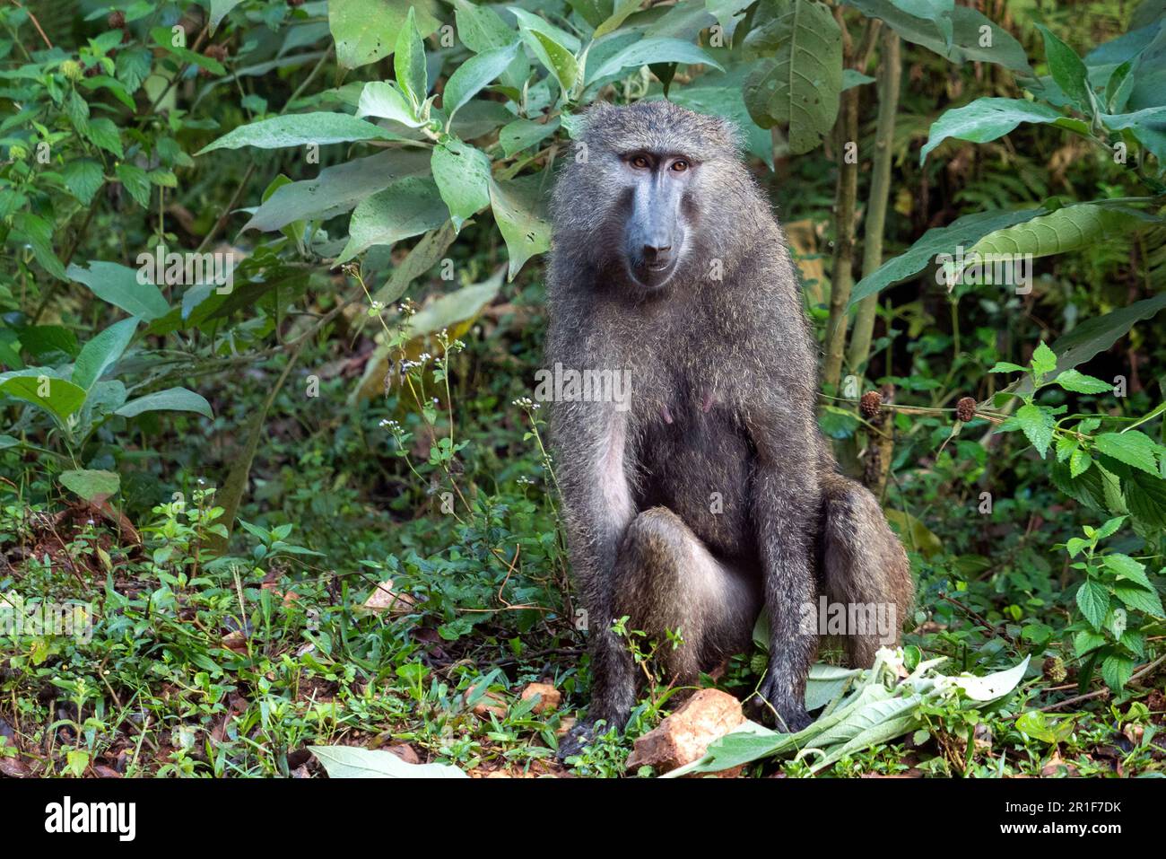 Female baboon sitting in the forest Stock Photo - Alamy