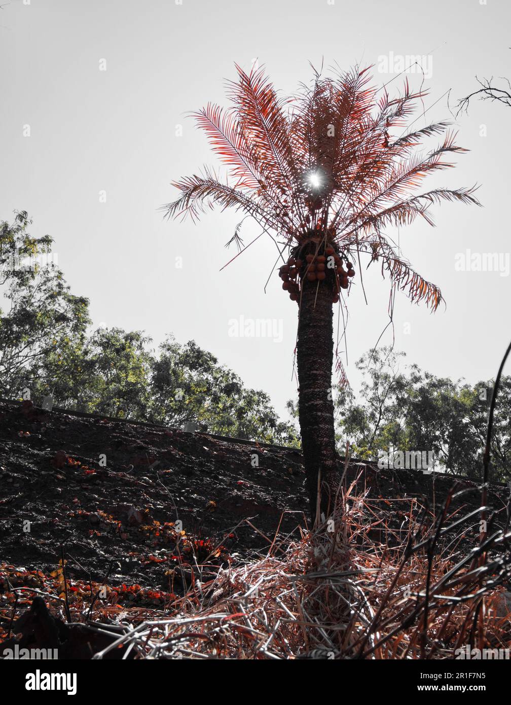 fire ecology in northern Australia and plant regrowth Stock Photo - Alamy