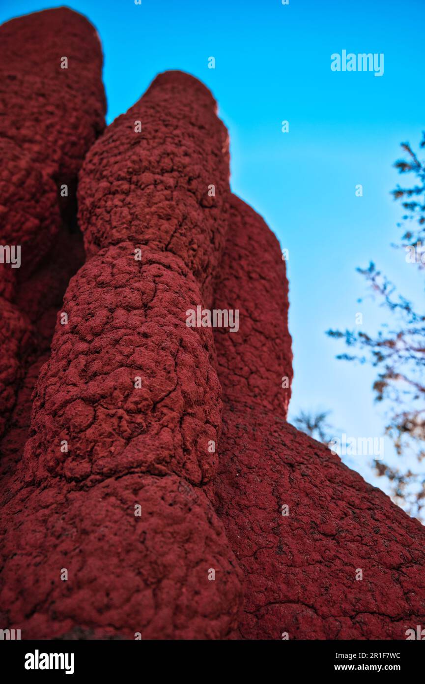 low-angled photograph of red outback Australia ant hill with deeply ...