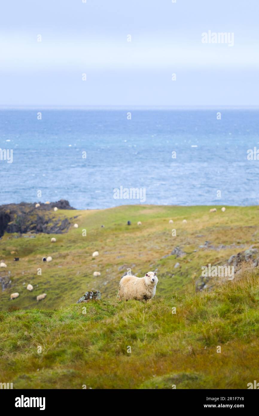 Icelandic Sheep Graze at the Mountain Meadow, Group of Domestic Animal ...