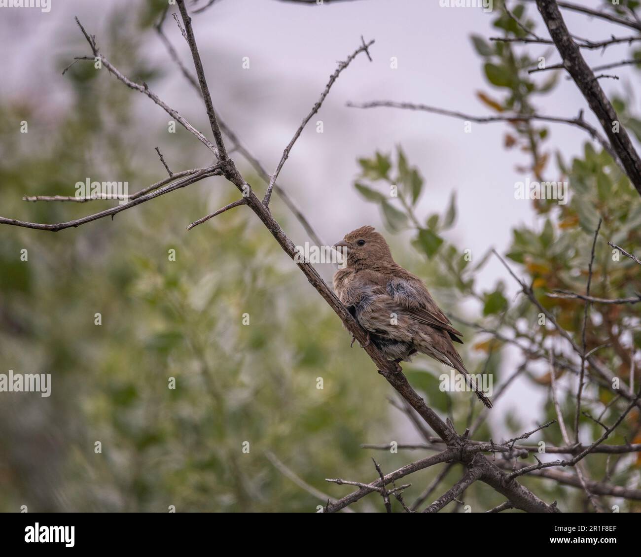 May 12, 2023, Malibu, CA, USA: A female House Finch (Haemorhous ...