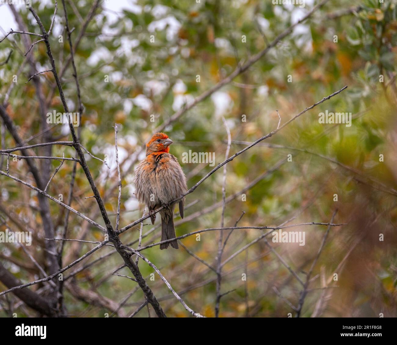 May 12, 2023, Malibu, CA, USA: A male House Finch (Haemorhous mexicanus ...