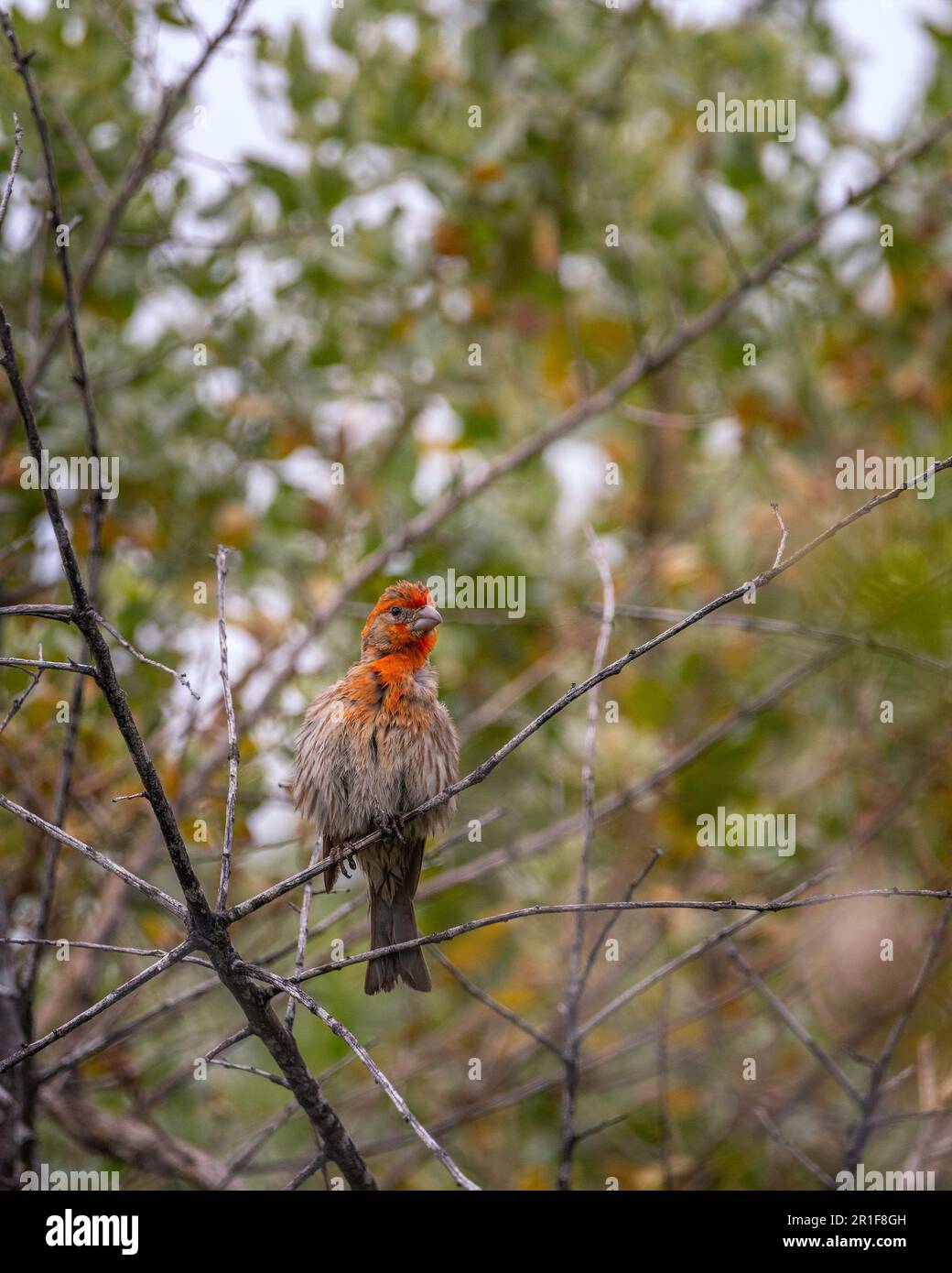 May 12, 2023, Malibu, CA, USA: A male House Finch (Haemorhous mexicanus ...