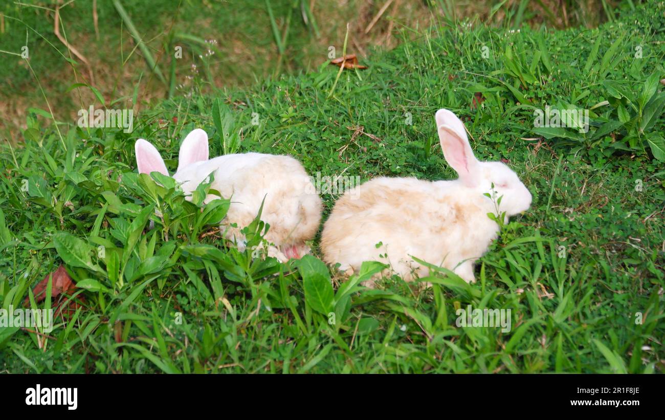 Cute rabbit sitting in grass. Animal in nature habitat, life in meadow ...