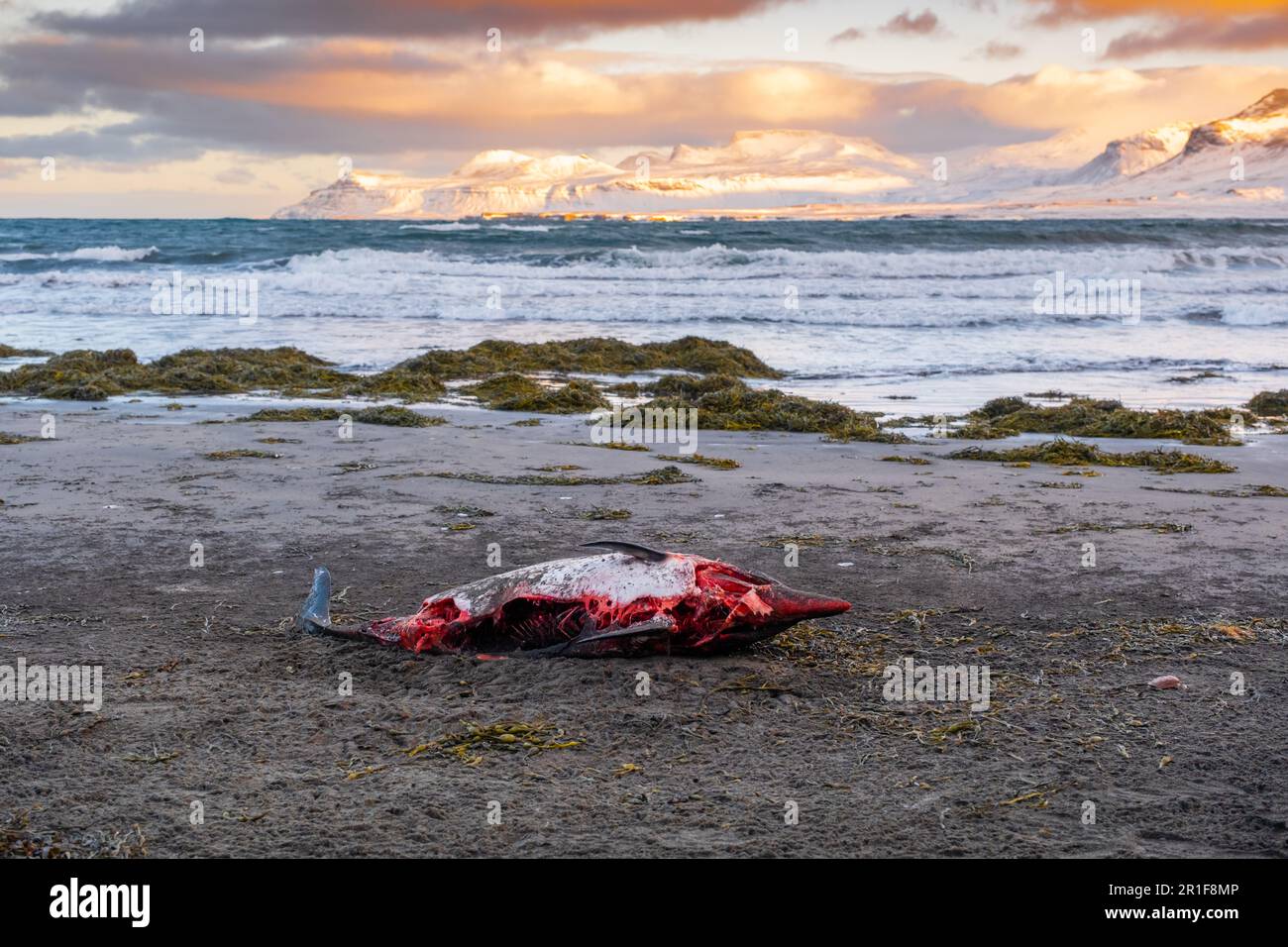 Dead Dolphin on The Beach. Dead Sea Animal, Decaying Corpse. Global extinction concept Stock ...