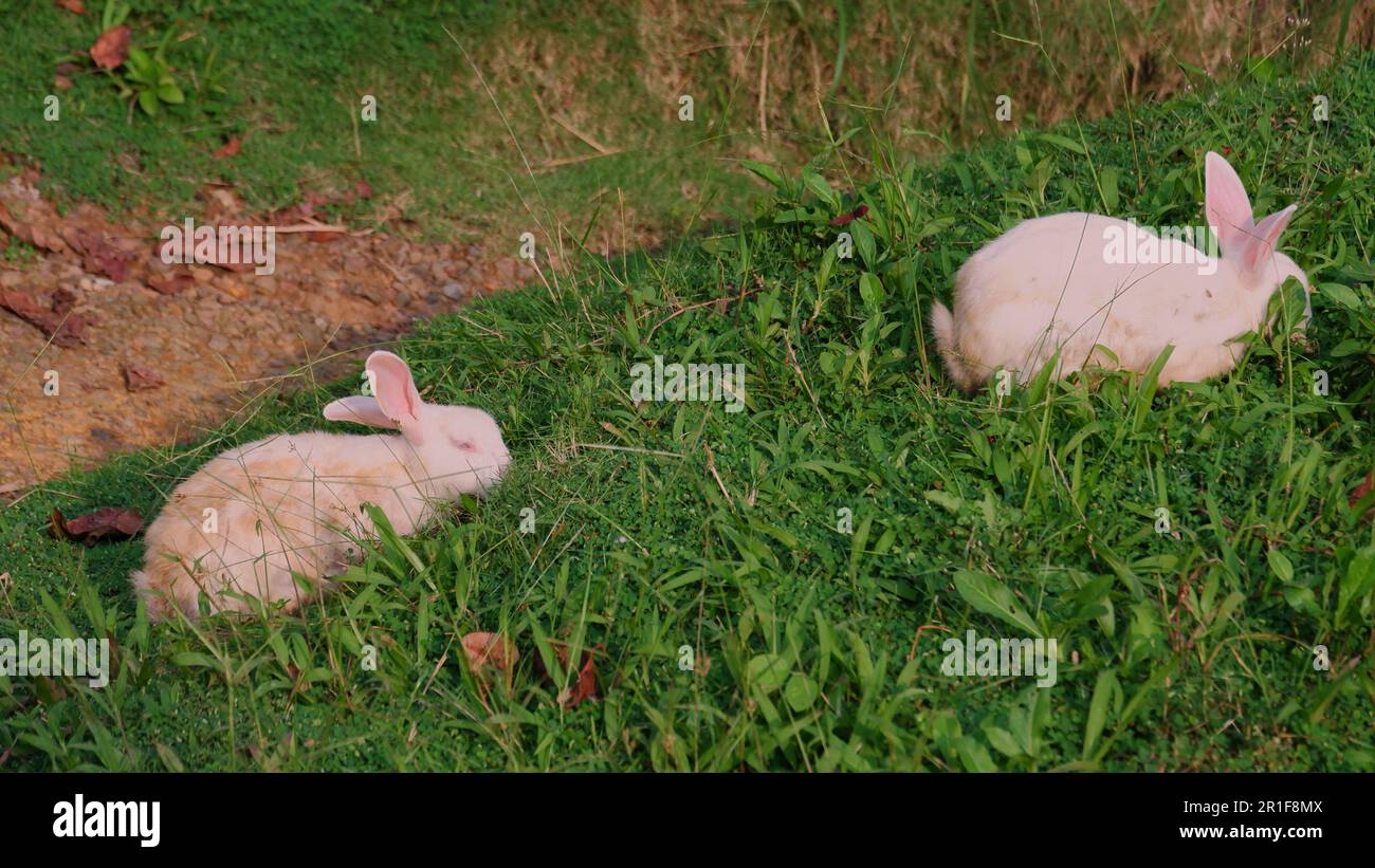 Cute rabbit sitting in grass. Animal in nature habitat, life in meadow ...