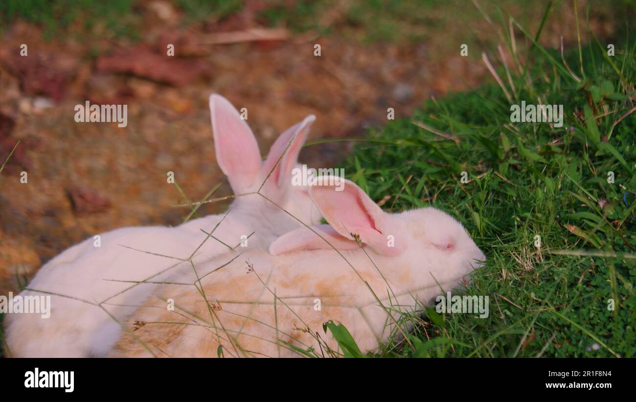 Cute rabbit sitting in grass. Animal in nature habitat, life in meadow ...