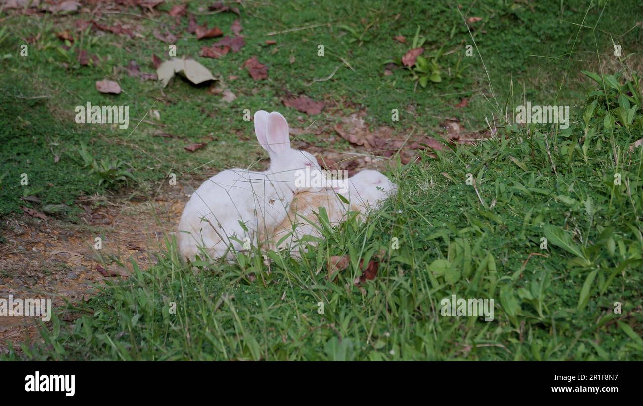 Cute rabbit sitting in grass. Animal in nature habitat, life in meadow ...