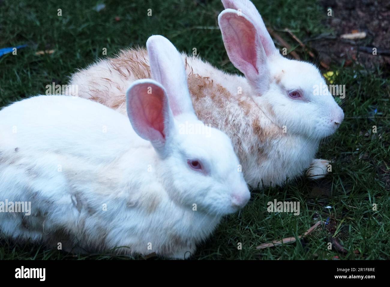 Cute rabbit sitting in grass. Animal in nature habitat, life in meadow ...