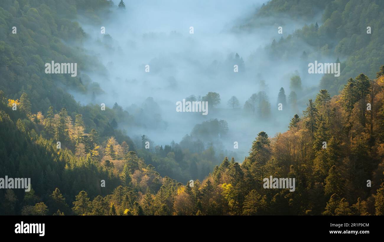 A quiet forest landscape with fog suspended between the trees, creating ...