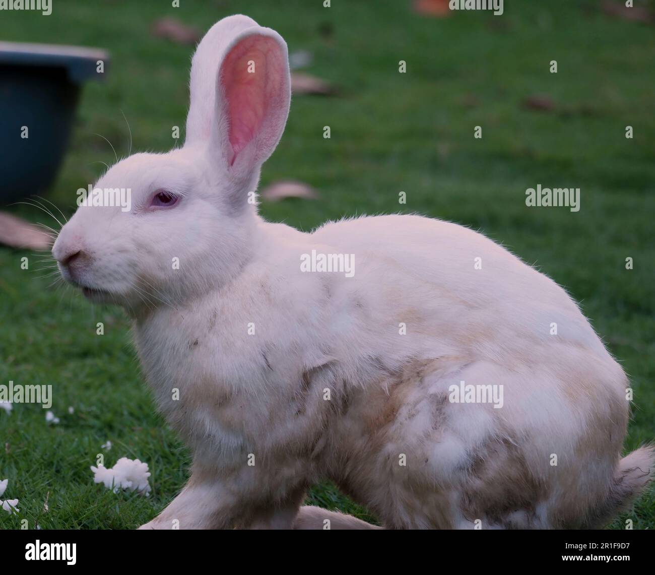 Cute rabbit sitting in grass. Animal in nature habitat, life in meadow ...