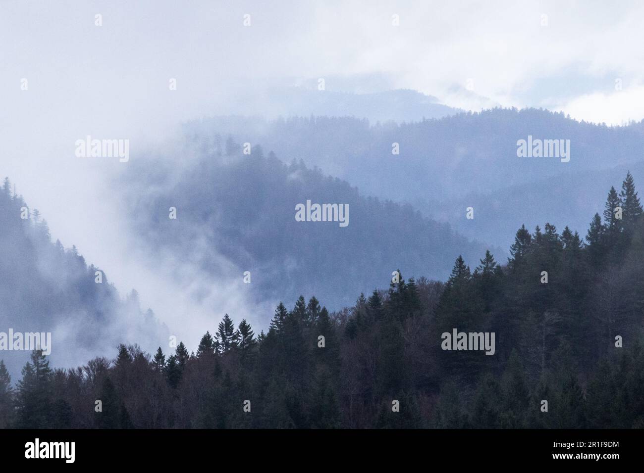A dense forest shrouded in a mysterious fog, with the fog rolling off ...