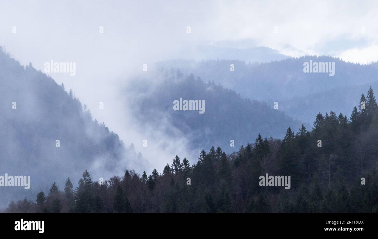 Treetops shrouded in mist hi-res stock photography and images - Alamy