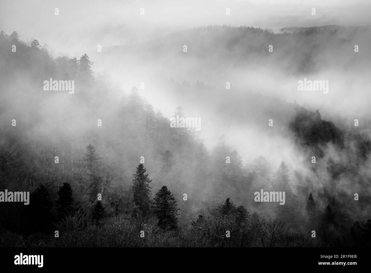 A dense forest shrouded in a mysterious fog, with the fog rolling off the treetops, creating an ...