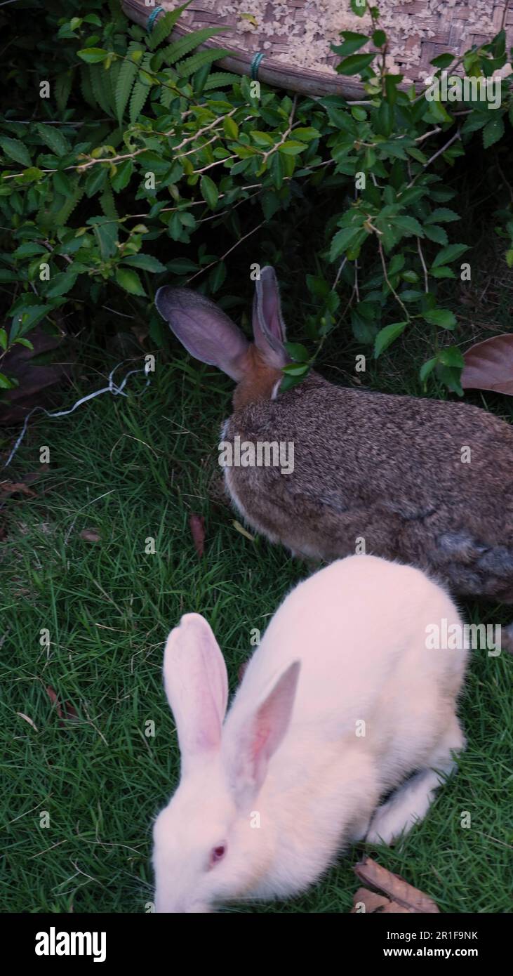 Cute rabbit sitting in grass. Animal in nature habitat, life in meadow ...