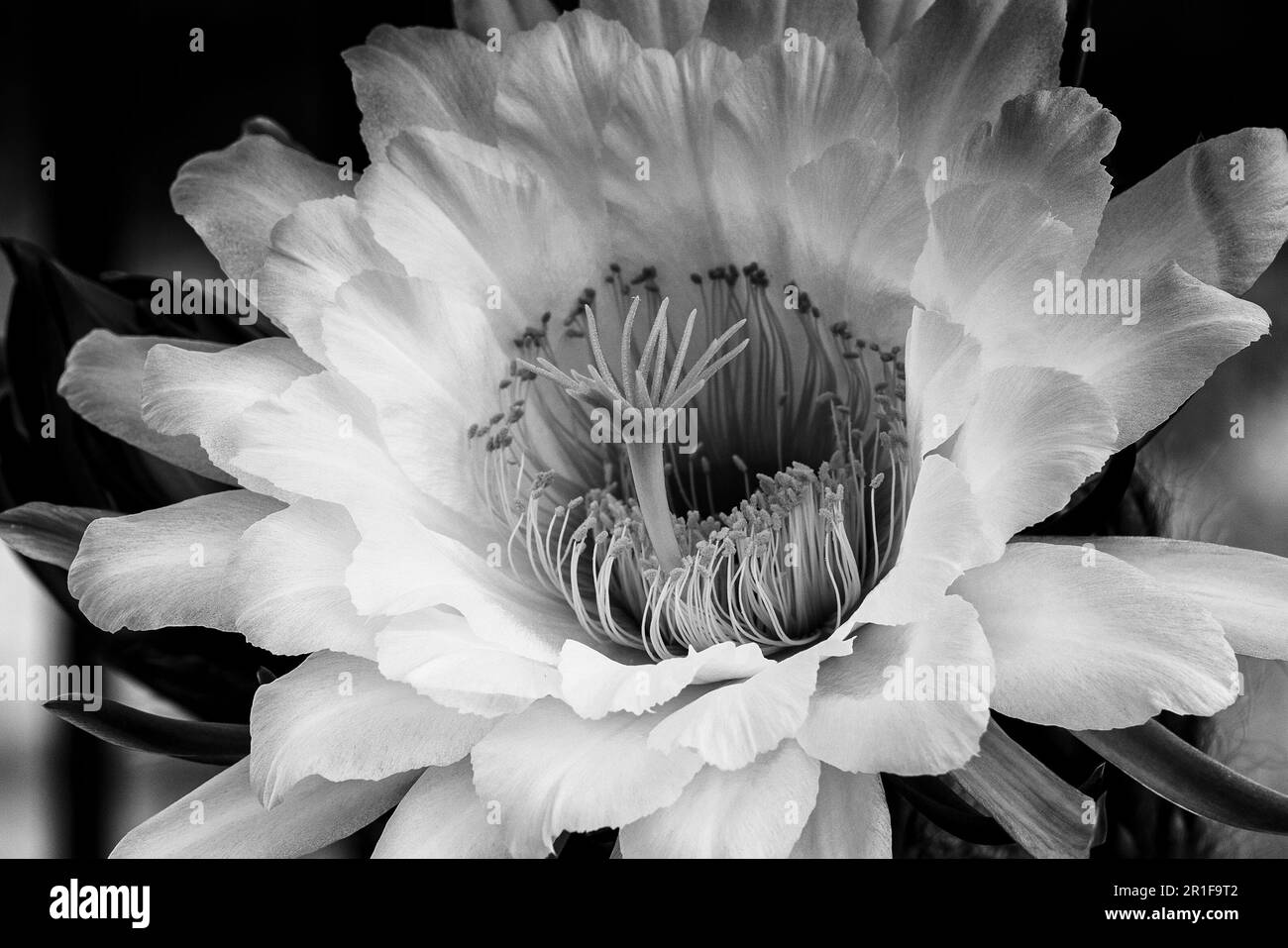 'cereus hi-res stock photography and images - Alamy