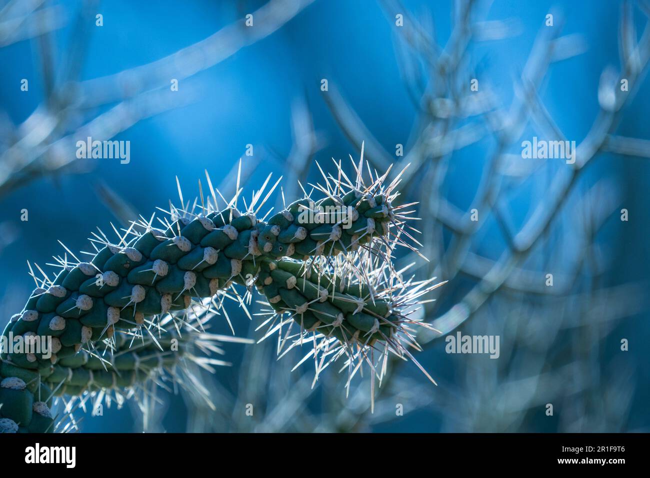 Cactus branch hi-res stock photography and images - Alamy