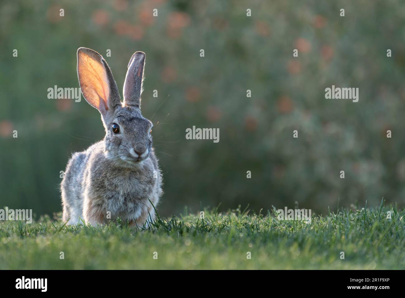 Closeup image of a Desert Cottontail rabbit with translucent, backlit ...