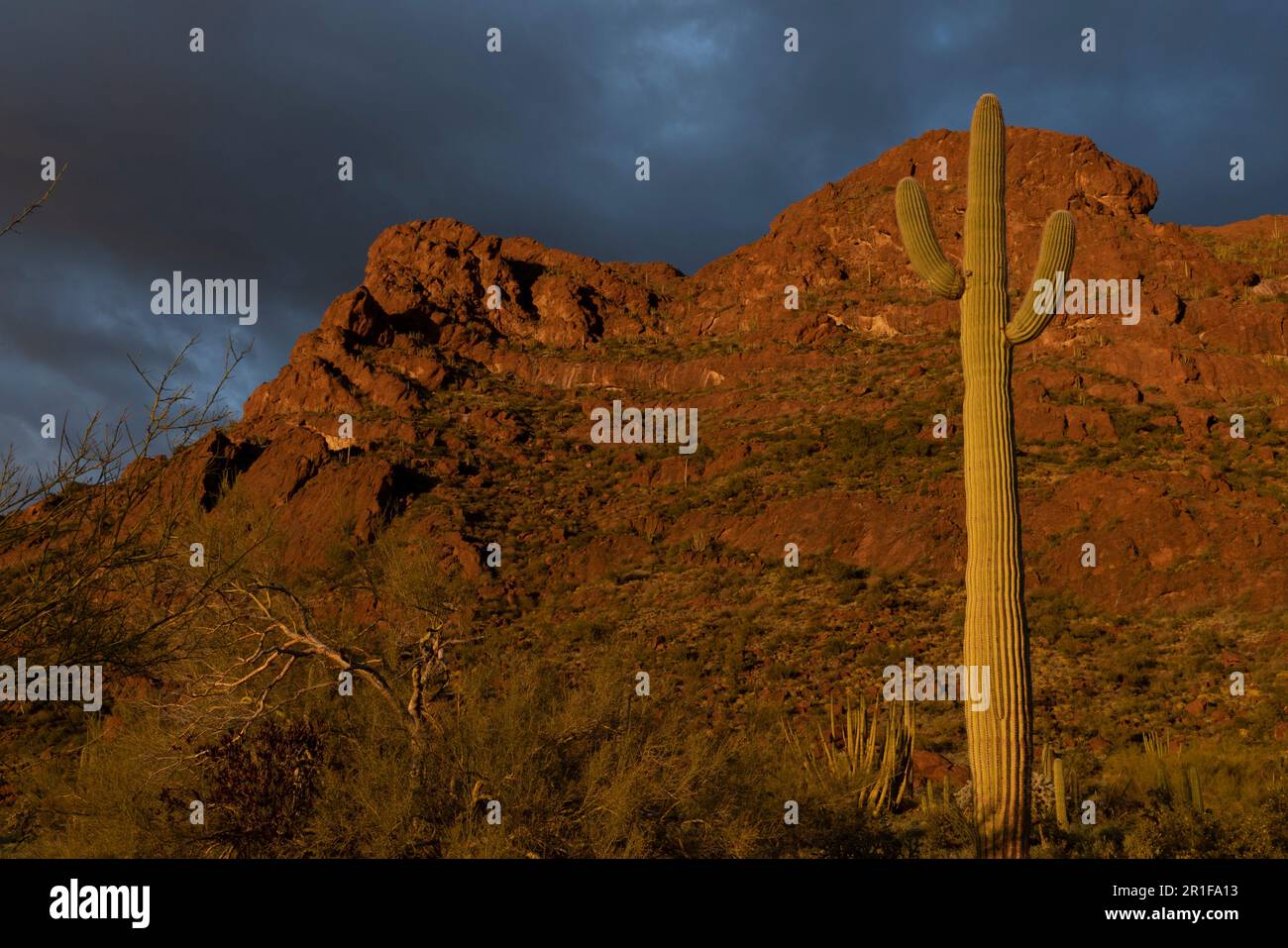 Mountains at Organ Pipe National Monument at golden hour Stock Photo ...
