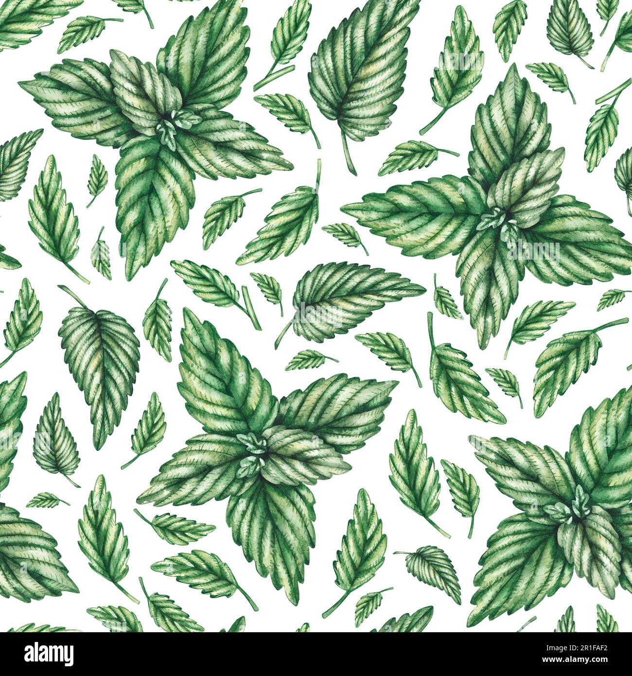 Seamless pattern with watercolor sprigs of mint on a white background ...