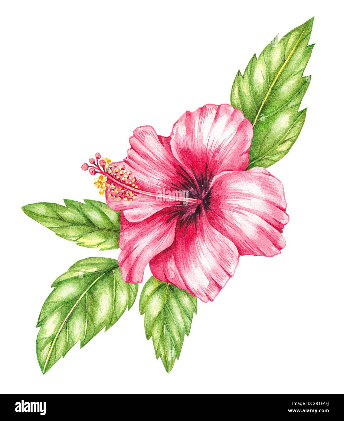 Watercolor red hibiscus on a white background. Isolated hibiscus for ...