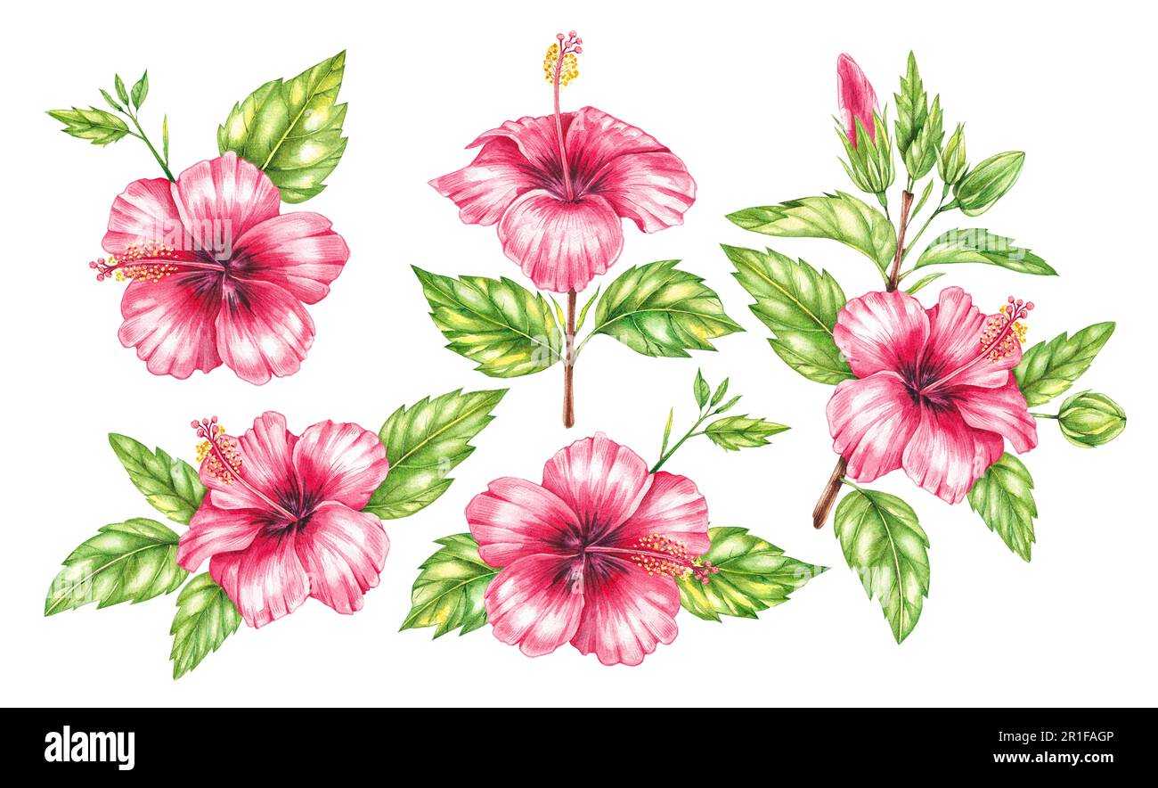 Watercolor red hibiscus set on a white background. Isolated hibiscus ...